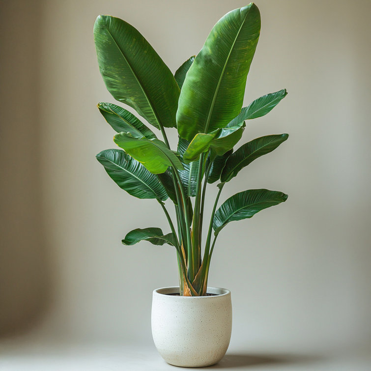 Plant in a Box Strelitzia Nicolai - Bird of Paradise - Height 55-70cm - Pot 17cm | Wayfair.co.uk